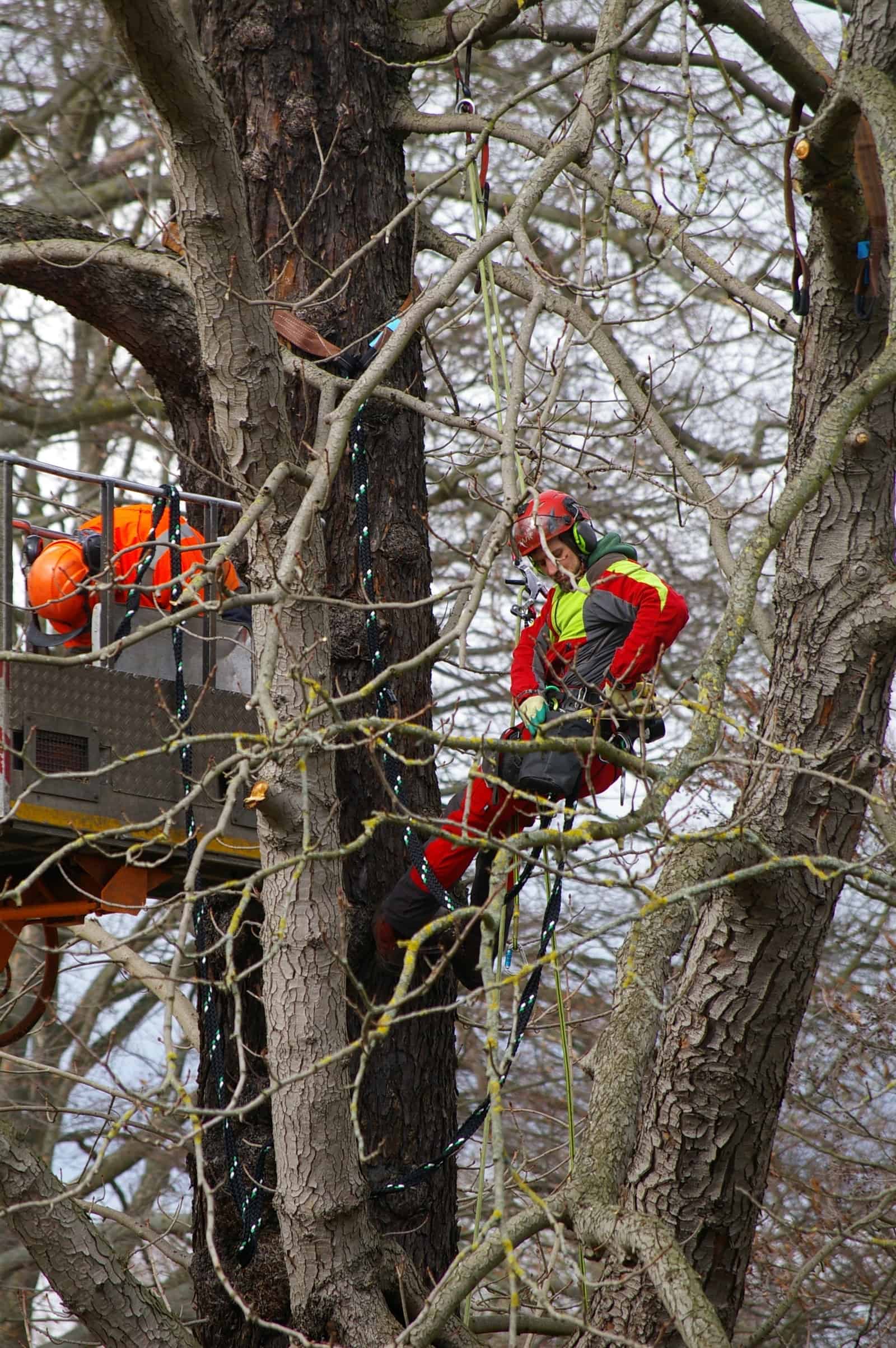 Baumpflege, Baumkontrollen, Gutachten, uvm. – Forstunternehmen Sebastian Prediger